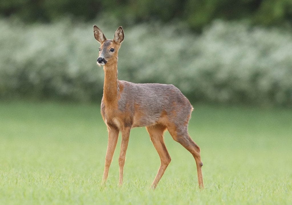 Roe Deer - Facts, Behavior, Habitat, Diet, Pictures, and More