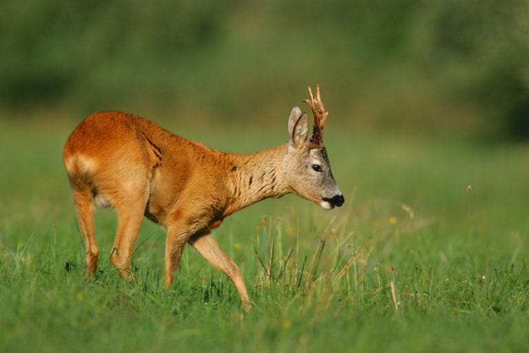 Roe Deer - Facts, Behavior, Habitat, Diet, Pictures, and More