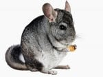 Short-tailed Chinchilla - Facts, Habitat, Diet, Pictures, and More
