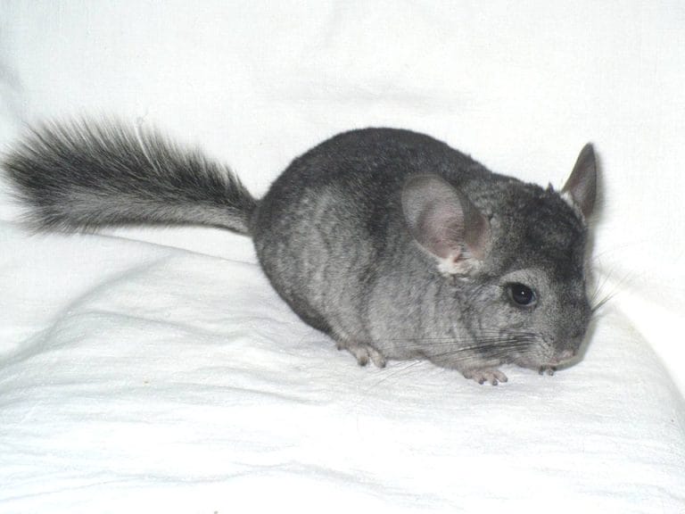 Short-tailed Chinchilla - Facts, Habitat, Diet, Pictures, and More