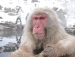 Snow Macaque Monkey - Facts, Habitat, Diet, Babies, Pictures
