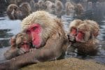 Snow Macaque Monkey - Facts, Habitat, Diet, Babies, Pictures