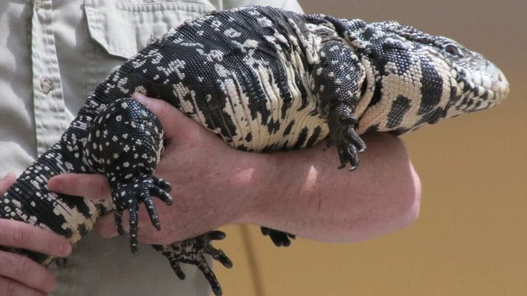 Black and White Tegu Lizard - Facts, Habitat, Diet, Pictures