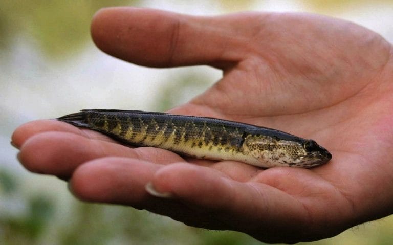 Northern Snakehead Fish - Facts, Habitat, Diet, Pictures, and More