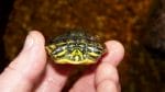 Yellow-Bellied Slider - Facts, Habitat, Diet, Pictures, and More