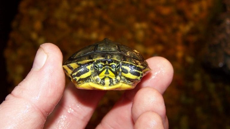 Yellow-Bellied Slider - Facts, Habitat, Diet, Pictures, and More