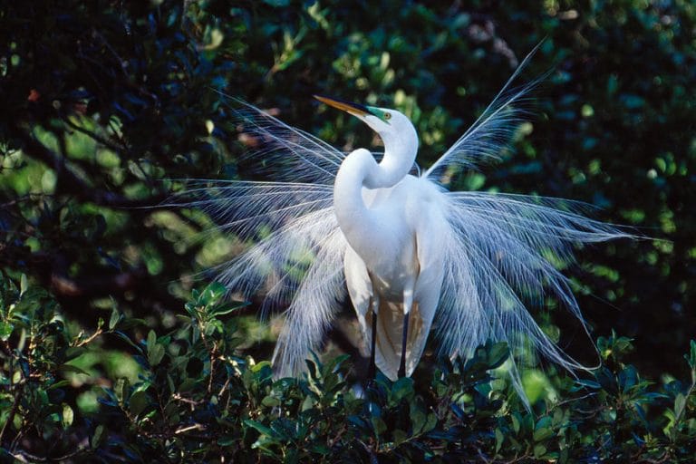 Great White Egret - Facts, Habitat, Diet, Pictures, and More