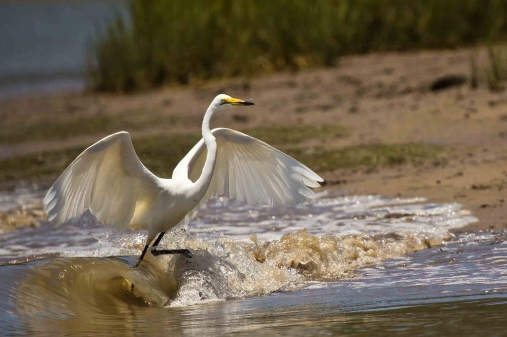 Great White Egret - Facts, Habitat, Diet, Pictures, and More