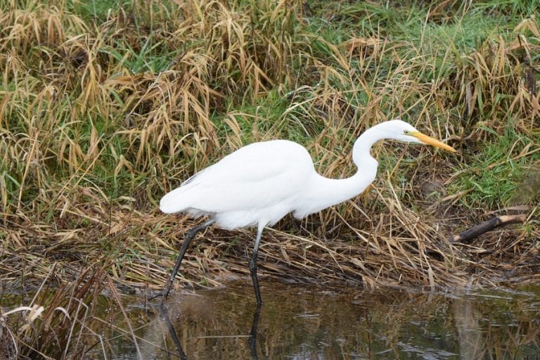 Great White Egret - Facts, Habitat, Diet, Pictures, and More