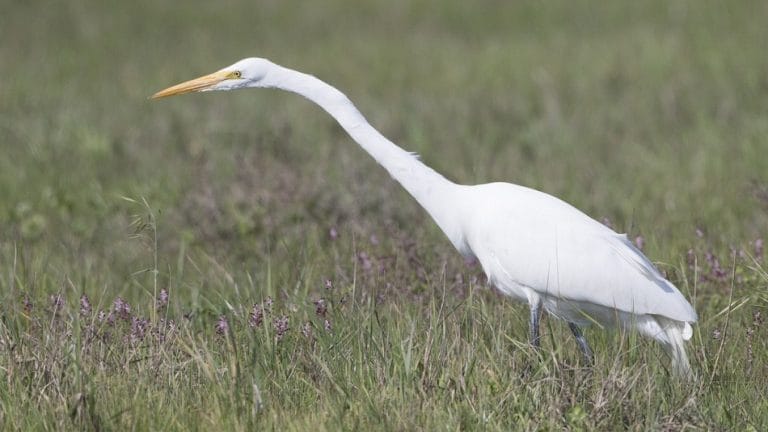 Great White Egret - Facts, Habitat, Diet, Pictures, and More