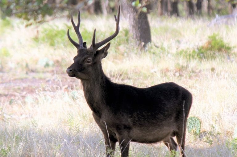 Sika Deer - Facts, Habitat, Diet, Pictures, and More