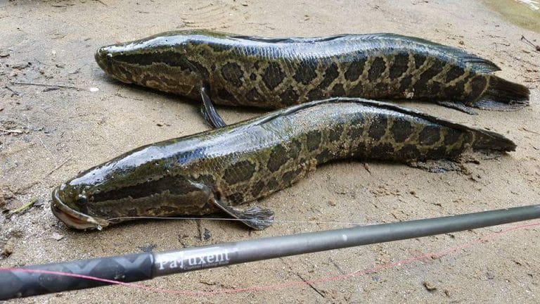 Northern Snakehead Fish - Facts, Habitat, Diet, Pictures, and More