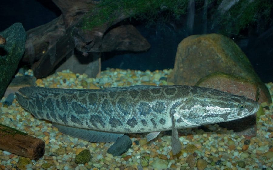 Fishes Facts Characteristics Anatomy And Pictures Fishes Facts Characteristics Anatomy And Pictures