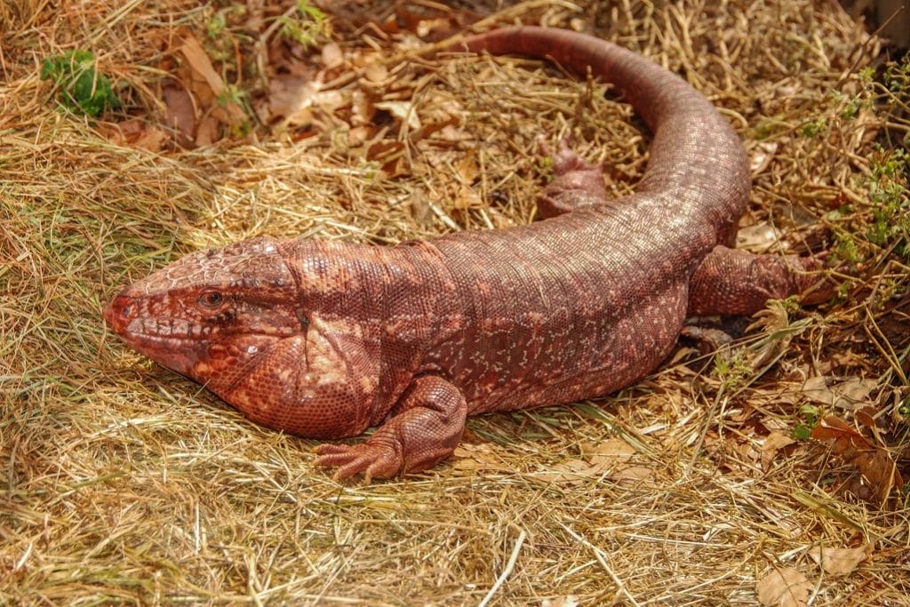 Reptiles - Facts, Characteristics, Anatomy, and Pictures
