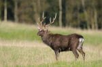 Sika Deer - Facts, Habitat, Diet, Pictures, and More