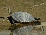 Yellow-Bellied Slider - Facts, Habitat, Diet, Pictures, and More