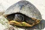 Yellow-Bellied Slider - Facts, Habitat, Diet, Pictures, and More