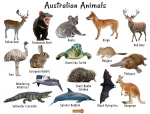 Australian Animals - List, Types, Facts, Conservation, Pictures, and More