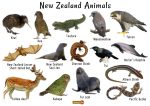 New Zealand Animals - List, Conservation, Pictures