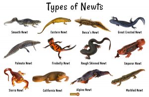 Newt - Facts, Habitat, Life Cycle, Adaptations and Pictures