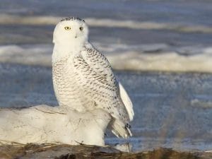 Owl Facts, Types, Classification, Habitat, Diet, Adaptations, Pictures