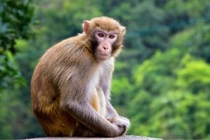 Monkey Facts, Types, Lifespan, Classification, Habitat, Pictures