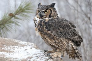 Owl Facts, Types, Classification, Habitat, Diet, Adaptations, Pictures