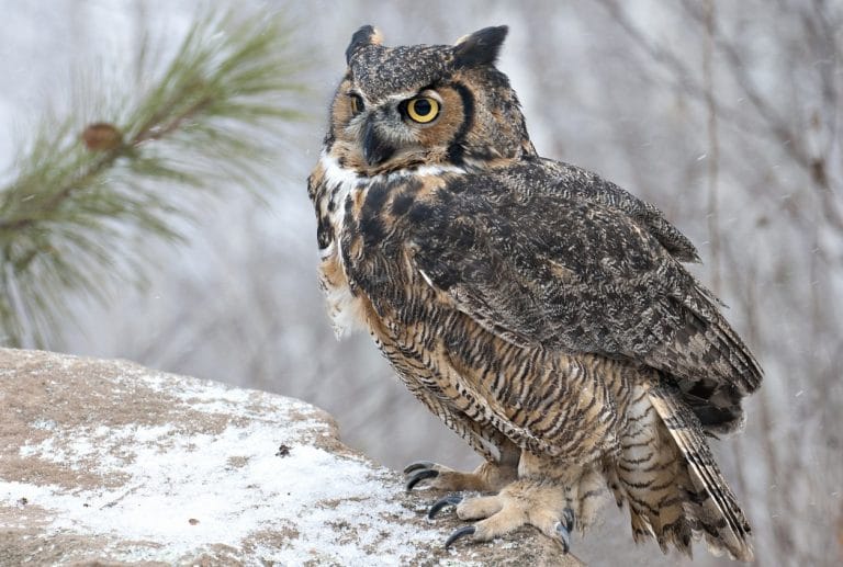 Owl Facts, Types, Classification, Habitat, Diet, Adaptations, Pictures