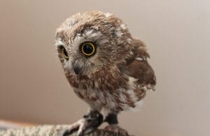 Owl Facts, Types, Classification, Habitat, Diet, Adaptations, Pictures
