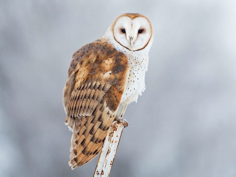 Owl Facts, Types, Classification, Habitat, Diet, Adaptations, Pictures