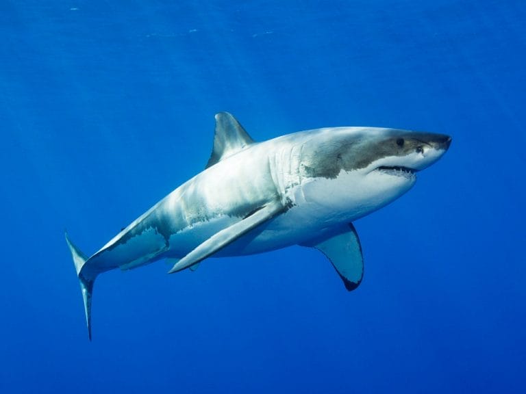 Shark Facts, Types, Classification, Habitat, Diet, Adaptations, Pictures