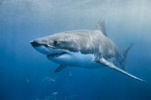 Shark Facts, Types, Classification, Habitat, Diet, Adaptations, Pictures