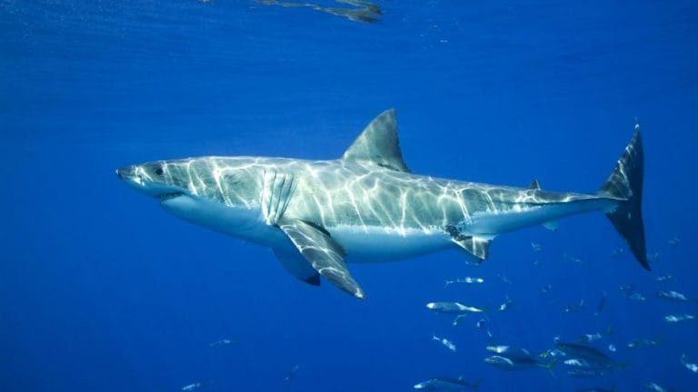 Shark Facts, Types, Classification, Habitat, Diet, Adaptations, Pictures