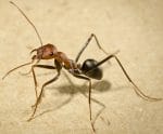 Ants - Types, Facts, Identification, Habitat, Diet, Adaptations, Pictures