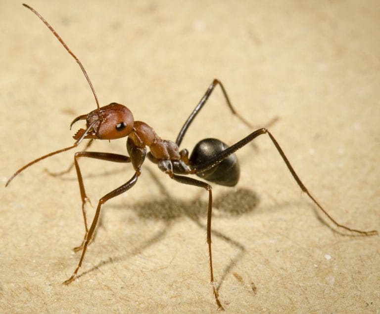 Ants - Types, Facts, Identification, Habitat, Diet, Adaptations, Pictures