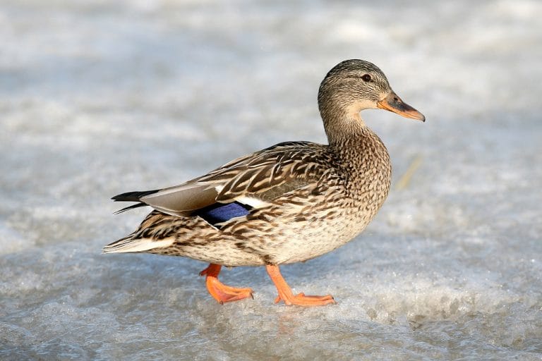 Duck Facts, Types, Identification, Habitat, Diet, Adaptations, Pictures