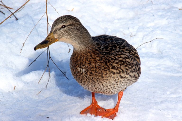 Duck Facts, Types, Identification, Habitat, Diet, Adaptations, Pictures