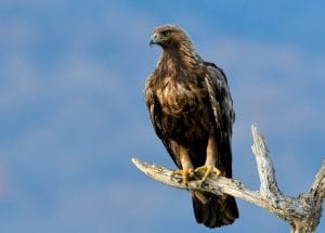 Eagle Facts, Types, Characteristics, Habitat, Diet, Adaptations, Pictures