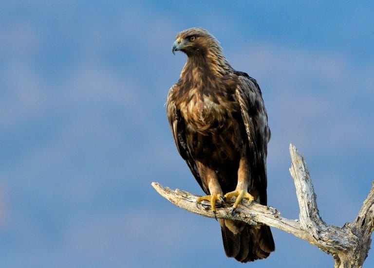 Eagle Facts, Types, Characteristics, Habitat, Diet, Adaptations, Pictures