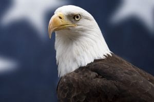 Eagle Facts, Types, Characteristics, Habitat, Diet, Adaptations, Pictures