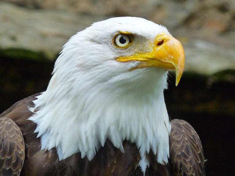 Eagle Facts, Types, Characteristics, Habitat, Diet, Adaptations, Pictures