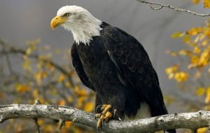 Eagle Facts, Types, Characteristics, Habitat, Diet, Adaptations, Pictures