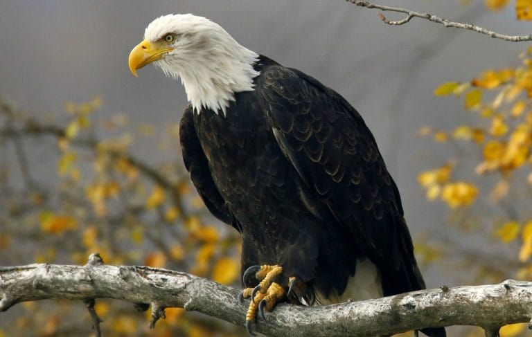 Eagle Facts, Types, Characteristics, Habitat, Diet, Adaptations, Pictures
