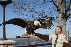 Eagle Facts, Types, Characteristics, Habitat, Diet, Adaptations, Pictures