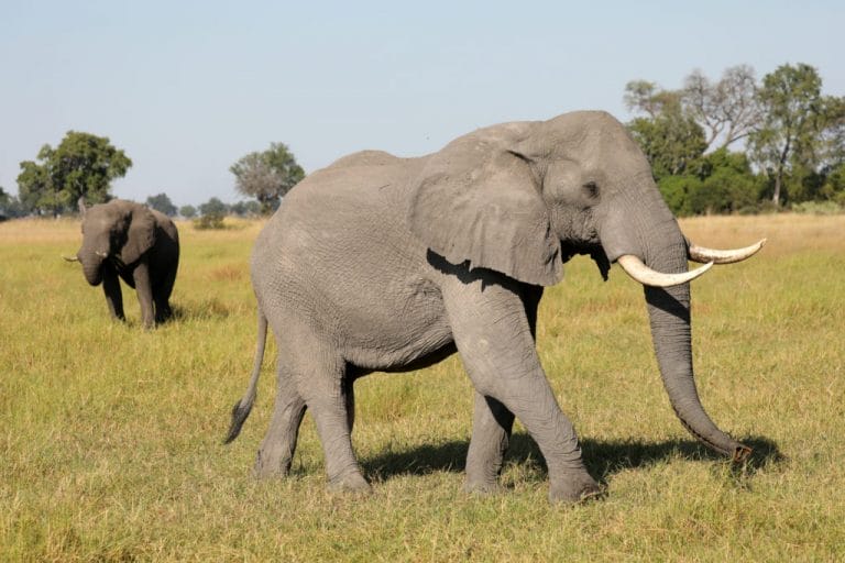 Elephant Facts, Types, Classification, Habitat, Diet, Adaptations, Pictures