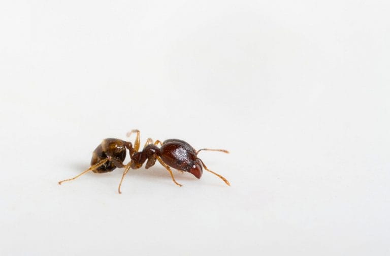 Ants - Types, Facts, Identification, Habitat, Diet, Adaptations, Pictures