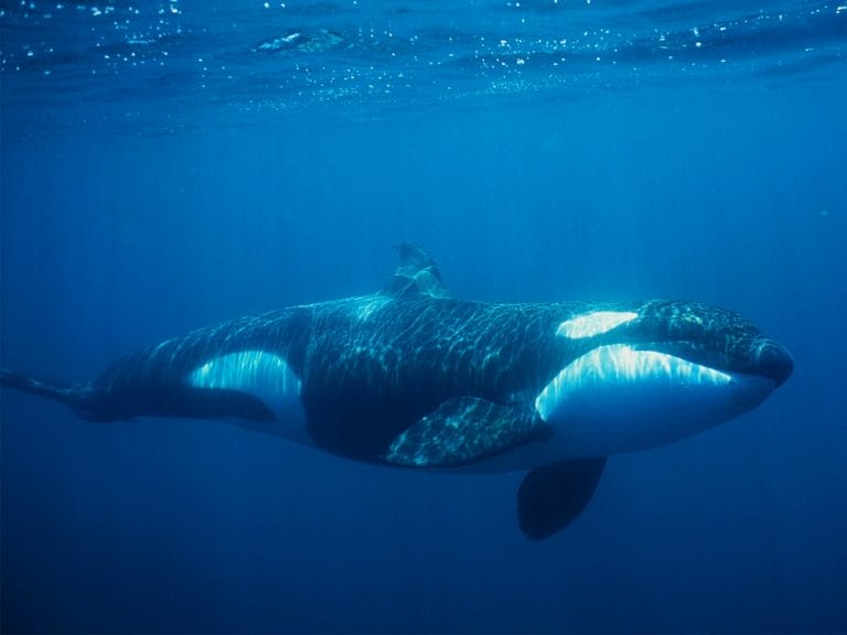 Whale Facts, Types, Lifespan, Classification, Habitat, Pictures