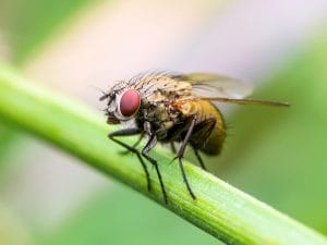 Fly Facts, Types, Classification, Habitat, Diet, Adaptations, Pictures