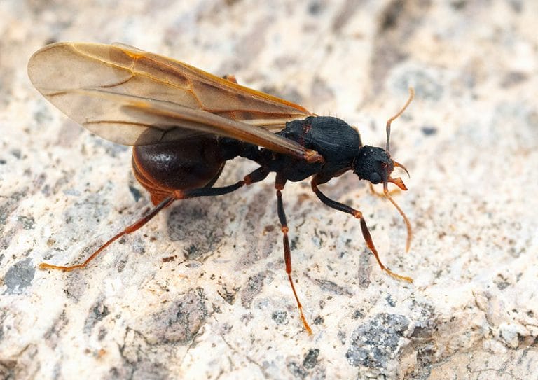 Ants - Types, Facts, Identification, Habitat, Diet, Adaptations, Pictures