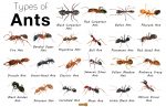 Ants - Types, Facts, Identification, Habitat, Diet, Adaptations, Pictures